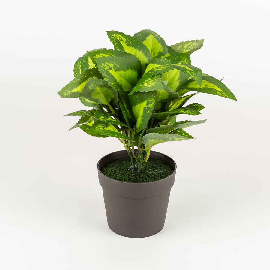 Maceta con planta en varios modelos | Casa Viva