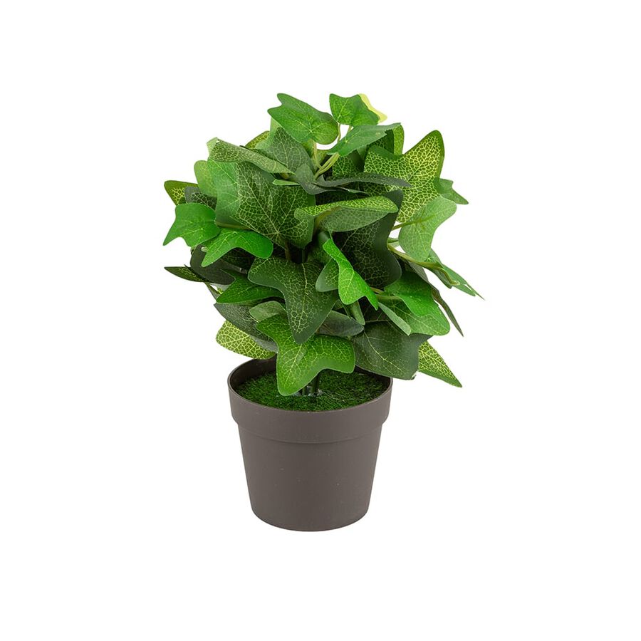 Maceta con planta en varios modelos | Casa Viva