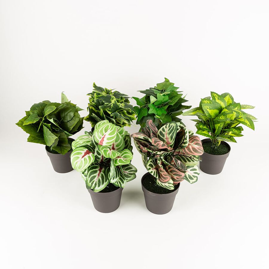 Maceta con planta en varios modelos | Casa Viva