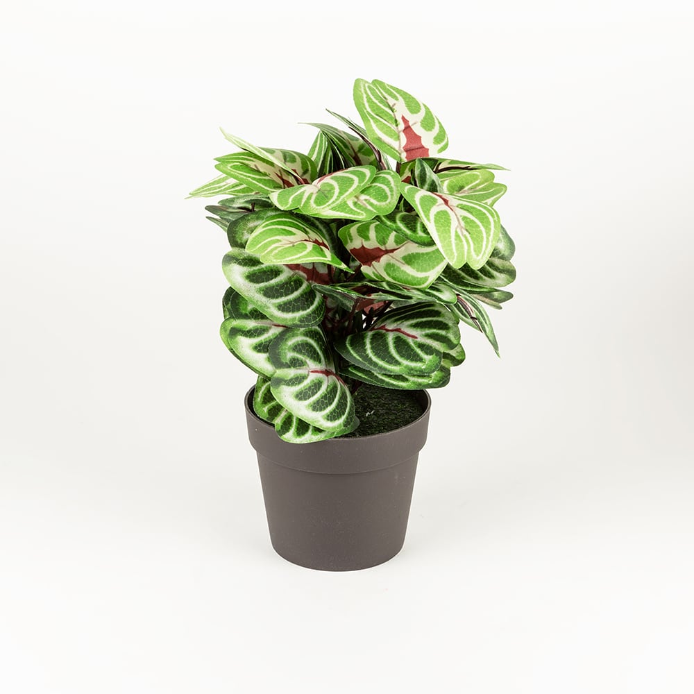 Maceta con planta en varios modelos | Casa Viva