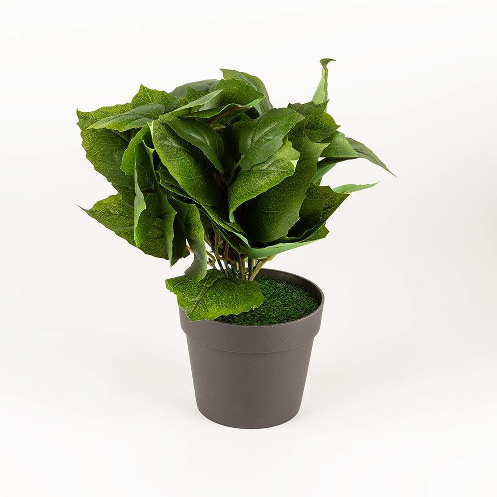 Maceta con planta en varios modelos | Casa Viva